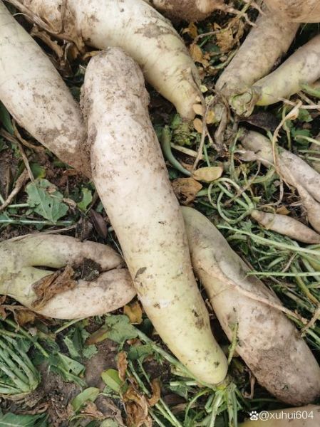 萝卜的拼音怎么写_萝卜拼音声调怎么标-第2张图片-山城妙识