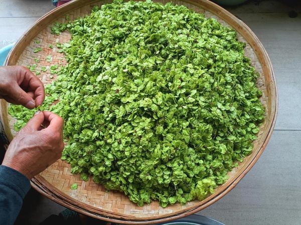 榆钱是什么_榆钱怎么吃-第3张图片-山城妙识 榆钱是什么_榆钱怎么吃-第3张图片-山城妙识