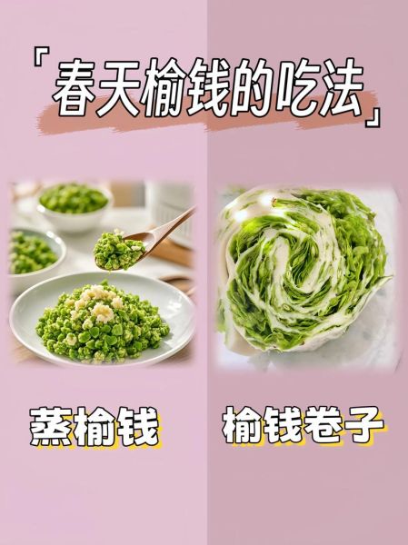 榆钱是什么_榆钱怎么吃-第2张图片-山城妙识 榆钱是什么_榆钱怎么吃-第2张图片-山城妙识