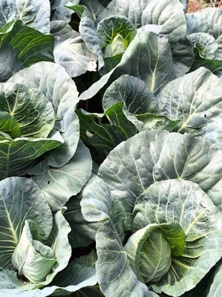 卷心菜长什么样_卷心菜外形特征-第1张图片-山城妙识