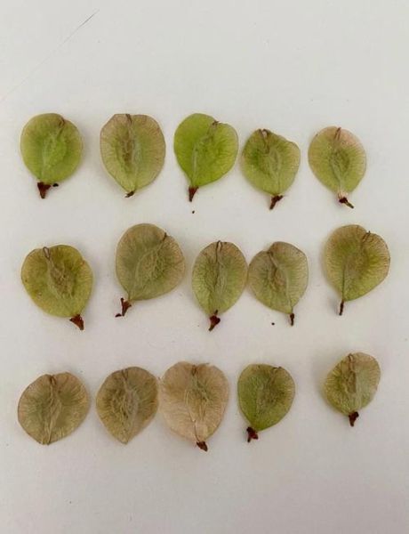 榆树叶能吃吗_榆树叶的功效与作用-第3张图片-山城妙识