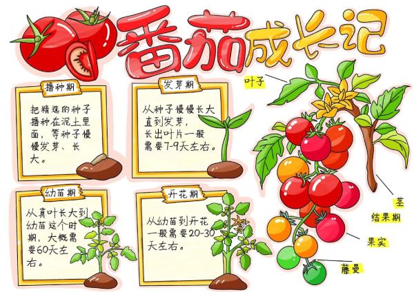 番茄的马甲作品集有哪些_如何快速找到全部作品-第1张图片-山城妙识