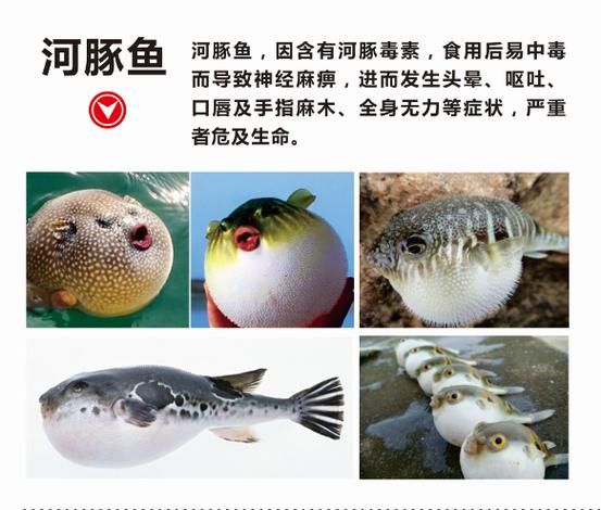野生河豚鱼图片_有毒部位图解-第1张图片-山城妙识