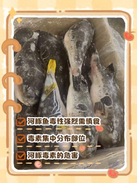 野生河豚鱼图片_有毒部位图解-第2张图片-山城妙识