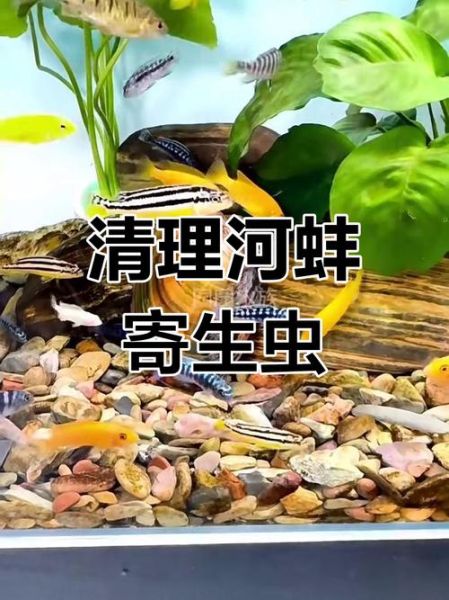 河蚌怎么清洗_河蚌怎么处理干净-第2张图片-山城妙识 河蚌怎么清洗_河蚌怎么处理干净-第2张图片-山城妙识