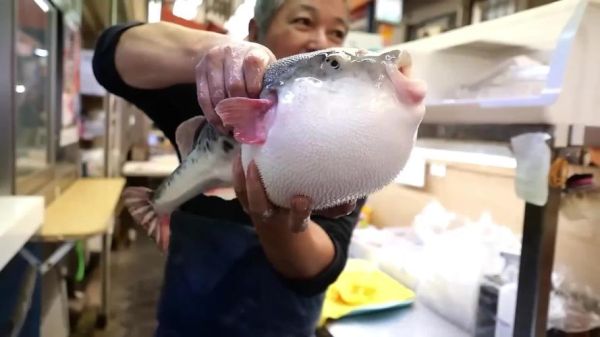 野生河豚鱼图片_有毒部位图解-第3张图片-山城妙识