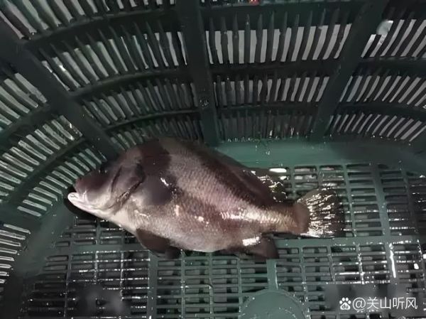 包公鱼怎么做好吃_正宗包公鱼做法步骤-第3张图片-山城妙识