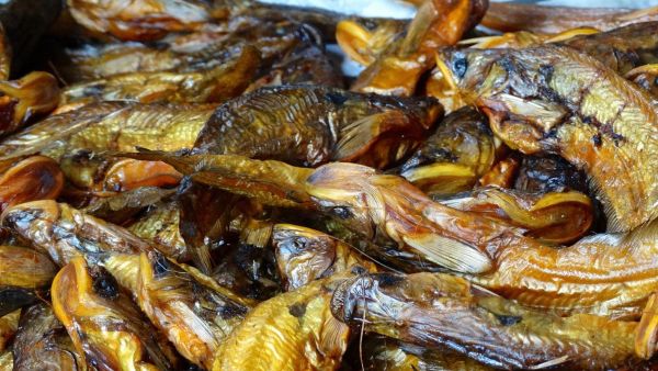 黄辣丁刺有毒吗_被扎后怎么办-第1张图片-山城妙识