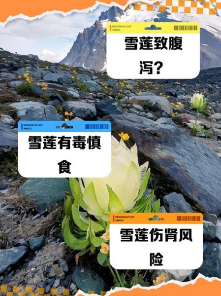 雪莲菌致癌是真的吗_长期饮用风险-第2张图片-山城妙识