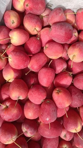 海棠果有几种_海棠果品种大全-第2张图片-山城妙识