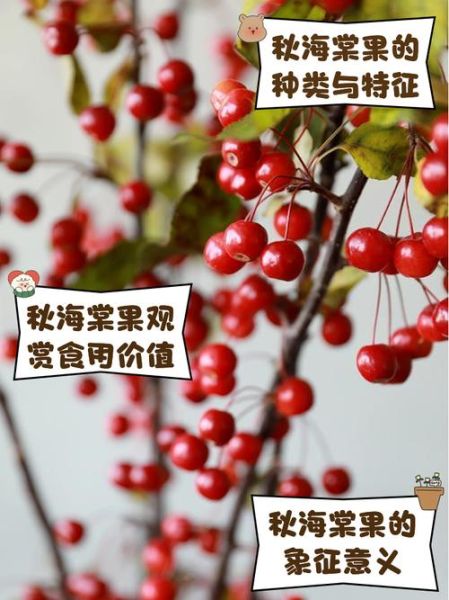 海棠果有几种_海棠果品种大全-第1张图片-山城妙识