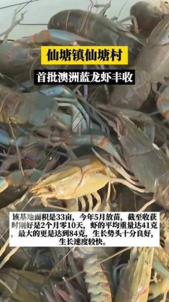 龙虾养殖一亩利润多少_龙虾养殖成本利润分析-第3张图片-山城妙识 龙虾养殖一亩利润多少_龙虾养殖成本利润分析-第3张图片-山城妙识
