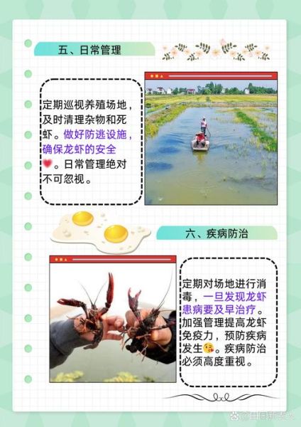 龙虾养殖一亩利润多少_龙虾养殖成本利润分析-第2张图片-山城妙识 龙虾养殖一亩利润多少_龙虾养殖成本利润分析-第2张图片-山城妙识