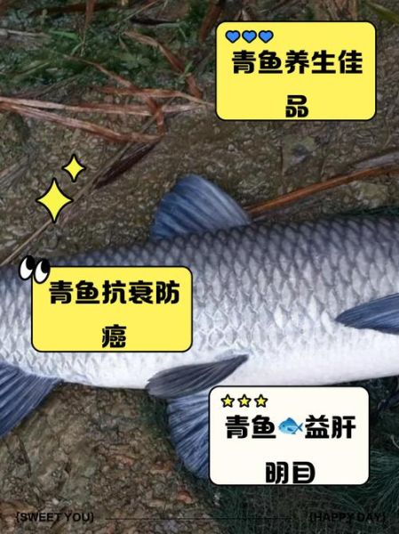 青鱼的功效与作用_青鱼适合什么人吃-第3张图片-山城妙识