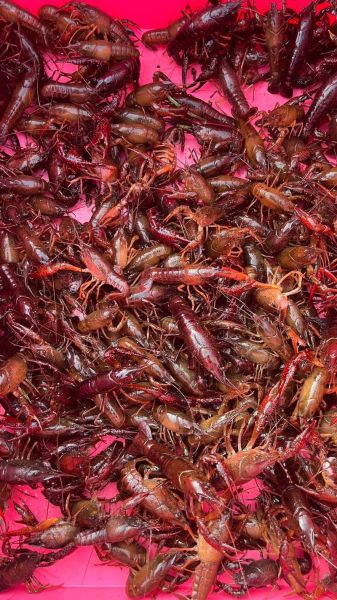 龙虾养殖一亩利润多少_龙虾养殖成本利润分析-第1张图片-山城妙识 龙虾养殖一亩利润多少_龙虾养殖成本利润分析-第1张图片-山城妙识