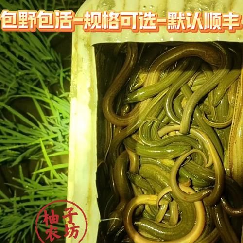 稻田养殖黄鳝一亩能养多少_产量与密度详解-第1张图片-山城妙识