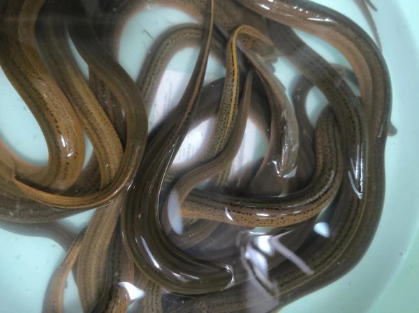 稻田养殖黄鳝一亩能养多少_产量与密度详解-第3张图片-山城妙识