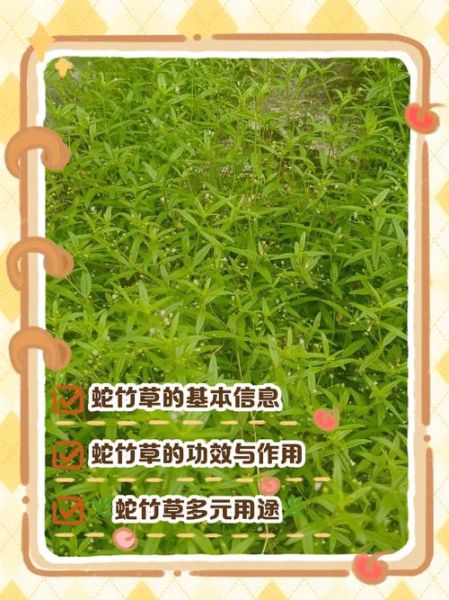 蛇舌草孕妇可以喝吗_蛇舌草对孕妇的影响-第1张图片-山城妙识