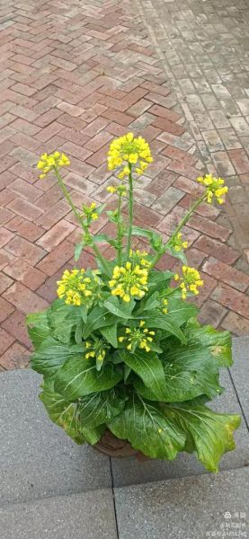 白菜花图片怎么拍好看_白菜花高清图下载-第2张图片-山城妙识