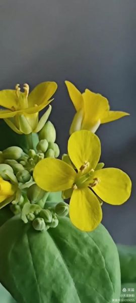 白菜花图片怎么拍好看_白菜花高清图下载-第3张图片-山城妙识