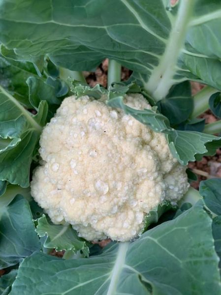 白菜花图片怎么拍好看_白菜花高清图下载-第1张图片-山城妙识