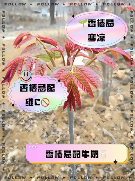 吃香椿的禁忌_吃香椿要注意什么-第3张图片-山城妙识