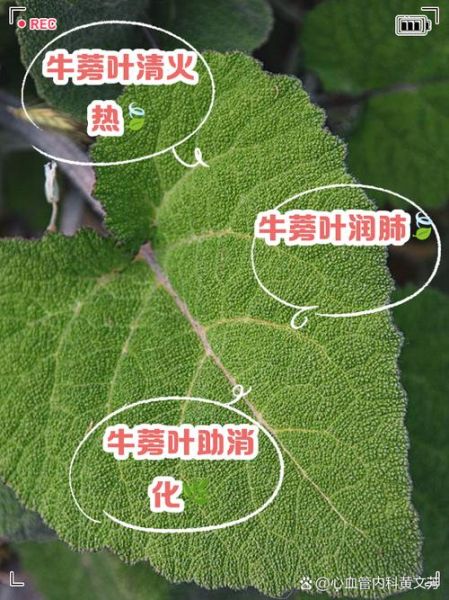 牛蒡叶子怎么吃最好_牛蒡叶做法大全-第1张图片-山城妙识 牛蒡叶子怎么吃最好_牛蒡叶做法大全-第1张图片-山城妙识