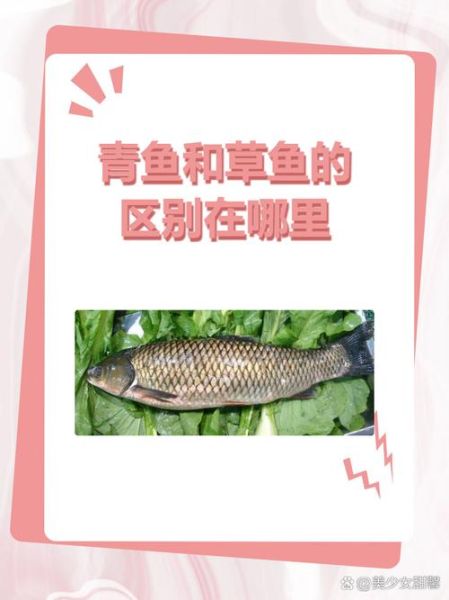 东北吃的青鱼是什么鱼_东北青鱼与草鱼区别-第1张图片-山城妙识