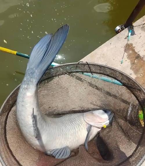 东北吃的青鱼是什么鱼_东北青鱼与草鱼区别-第3张图片-山城妙识