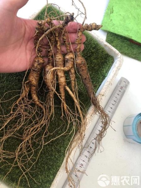 人参的价格是多少_鲜参和干参差价大吗-第1张图片-山城妙识