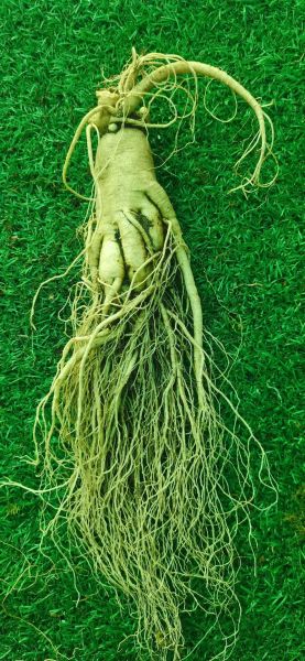 人参的价格是多少_鲜参和干参差价大吗-第2张图片-山城妙识