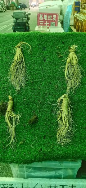 人参的价格是多少_鲜参和干参差价大吗-第3张图片-山城妙识