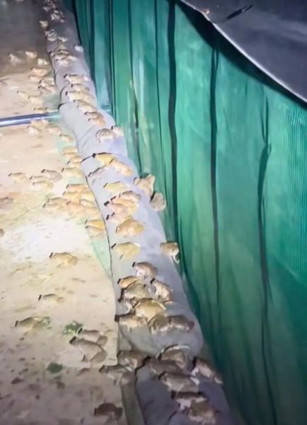 石蛙是几级保护动物_石蛙养殖合法吗-第1张图片-山城妙识