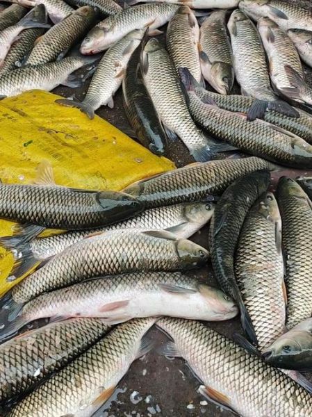 草鱼吃什么食物_草鱼最爱吃什么-第1张图片-山城妙识