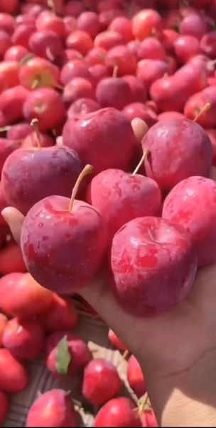 鸡心果是什么水果_鸡心果好吃吗-第1张图片-山城妙识 鸡心果是什么水果_鸡心果好吃吗-第1张图片-山城妙识