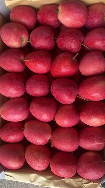 鸡心果是什么水果_鸡心果好吃吗-第3张图片-山城妙识 鸡心果是什么水果_鸡心果好吃吗-第3张图片-山城妙识