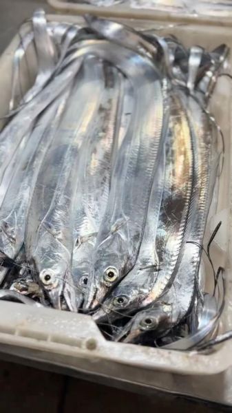 带鱼是海鲜吗_带鱼属于海鲜还是河鲜-第2张图片-山城妙识