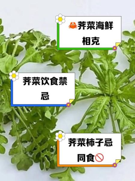 荠菜不能和什么一起吃_荠菜和哪些食物搭配最好-第1张图片-山城妙识