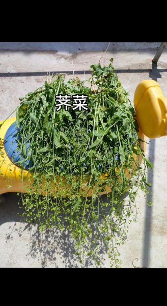 荠菜不能和什么一起吃_荠菜和哪些食物搭配最好-第2张图片-山城妙识