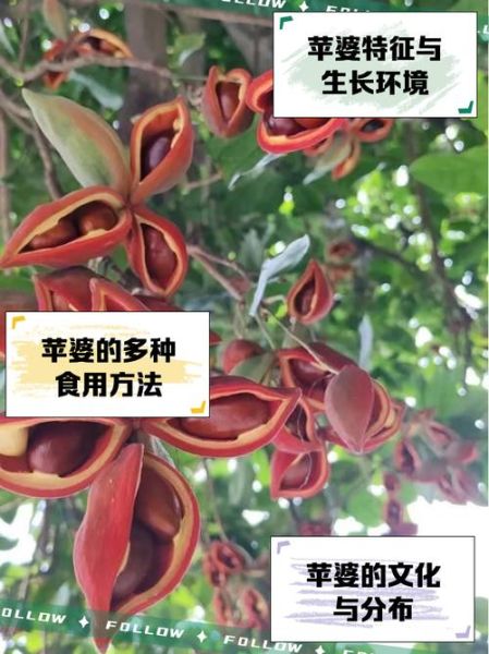 苹婆树图片长什么样_苹婆树果实能吃吗-第2张图片-山城妙识