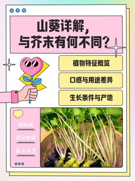 山葵和芥末的区别_山葵和芥末哪个更辣-第3张图片-山城妙识 山葵和芥末的区别_山葵和芥末哪个更辣-第3张图片-山城妙识