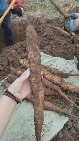 山药长什么样子_山药图片特征-第1张图片-山城妙识