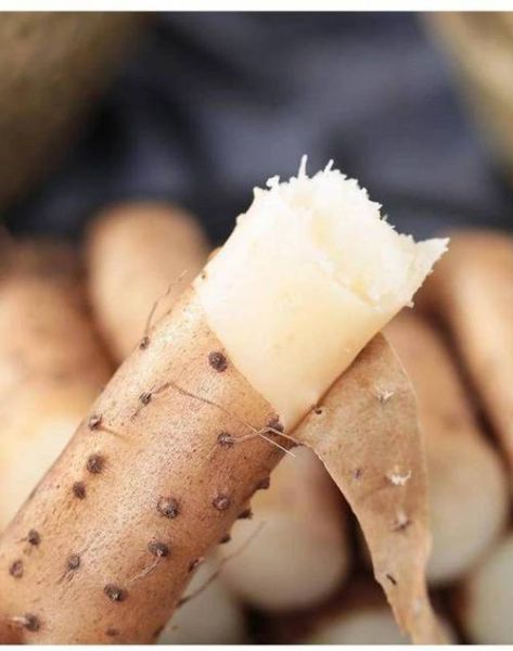 山药长什么样子_山药图片特征-第3张图片-山城妙识