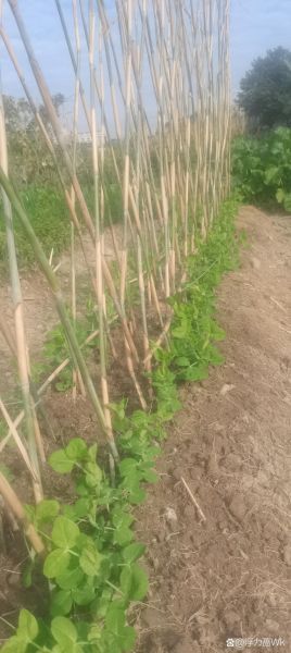 荷兰豆秧图片_荷兰豆秧长什么样-第2张图片-山城妙识 荷兰豆秧图片_荷兰豆秧长什么样-第2张图片-山城妙识