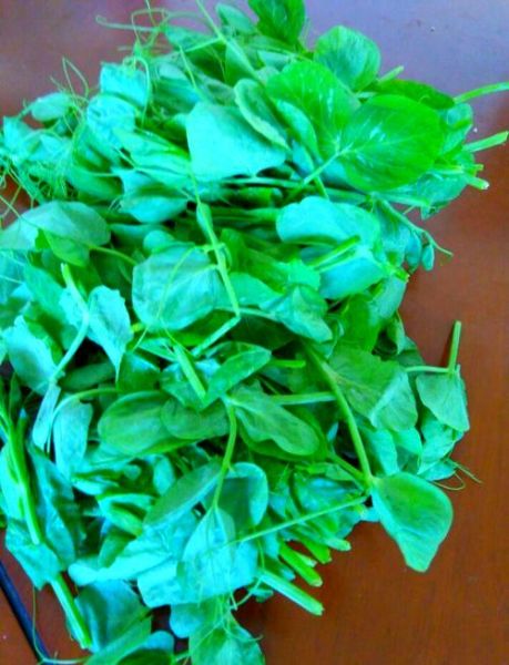 荷兰豆秧图片_荷兰豆秧长什么样-第1张图片-山城妙识 荷兰豆秧图片_荷兰豆秧长什么样-第1张图片-山城妙识