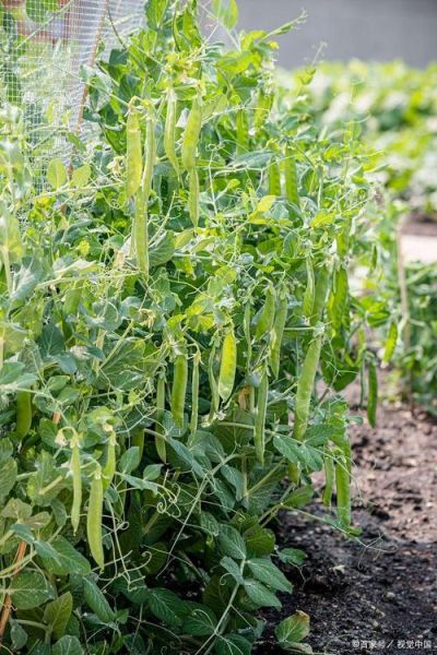荷兰豆秧图片_荷兰豆秧长什么样-第3张图片-山城妙识 荷兰豆秧图片_荷兰豆秧长什么样-第3张图片-山城妙识