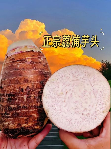 荔浦芋头图片_正宗荔浦芋头怎么挑选-第1张图片-山城妙识 荔浦芋头图片_正宗荔浦芋头怎么挑选-第1张图片-山城妙识