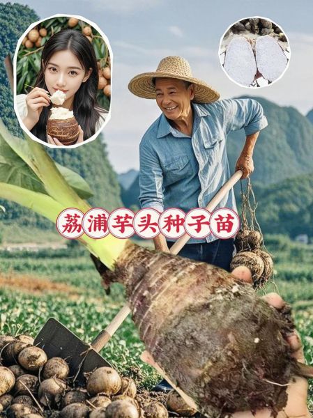 荔浦芋头图片_正宗荔浦芋头怎么挑选-第2张图片-山城妙识 荔浦芋头图片_正宗荔浦芋头怎么挑选-第2张图片-山城妙识