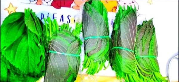 苏子叶咸菜用焯水吗_苏子叶咸菜焯水多久-第2张图片-山城妙识 苏子叶咸菜用焯水吗_苏子叶咸菜焯水多久-第2张图片-山城妙识