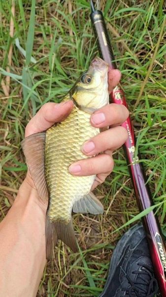 鲫鱼图片大全_高清鲫鱼图片怎么拍-第2张图片-山城妙识 鲫鱼图片大全_高清鲫鱼图片怎么拍-第2张图片-山城妙识